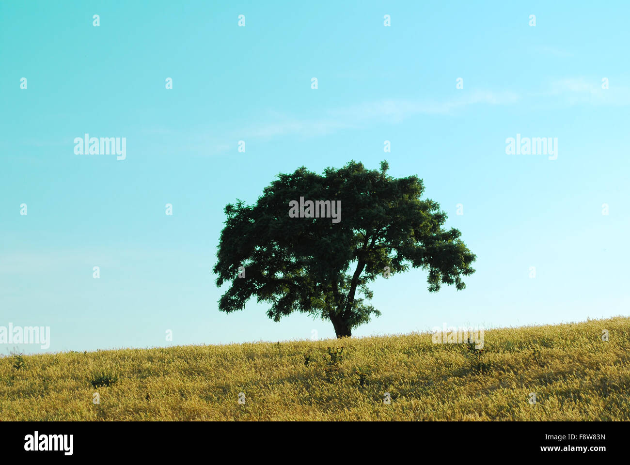 Azure tree hi-res stock photography and images - Alamy