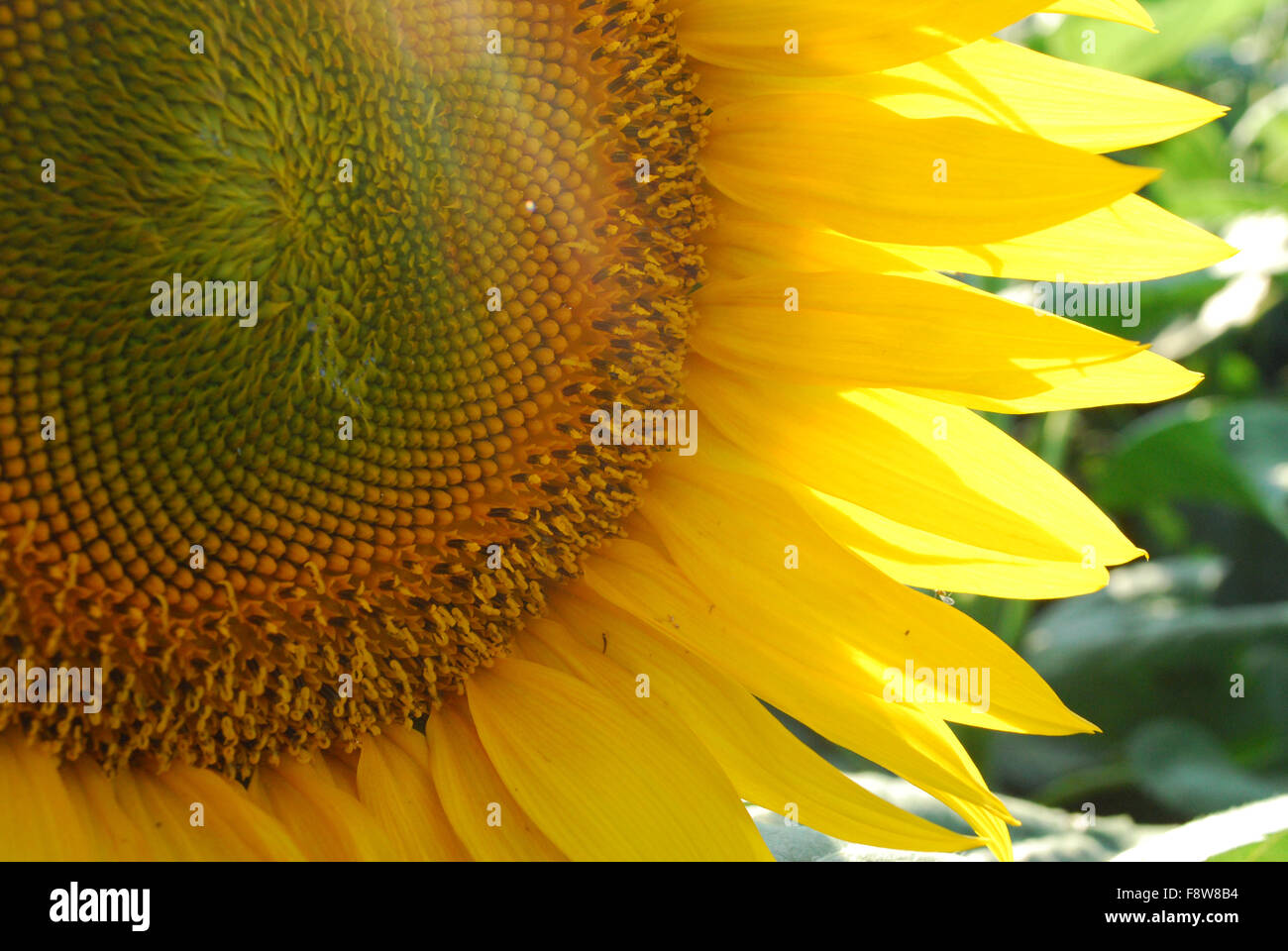 Pistals and stamens hi-res stock photography and images - Alamy