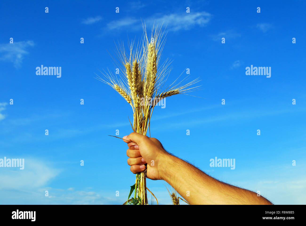 Grain And Hand Stock Photo - Alamy