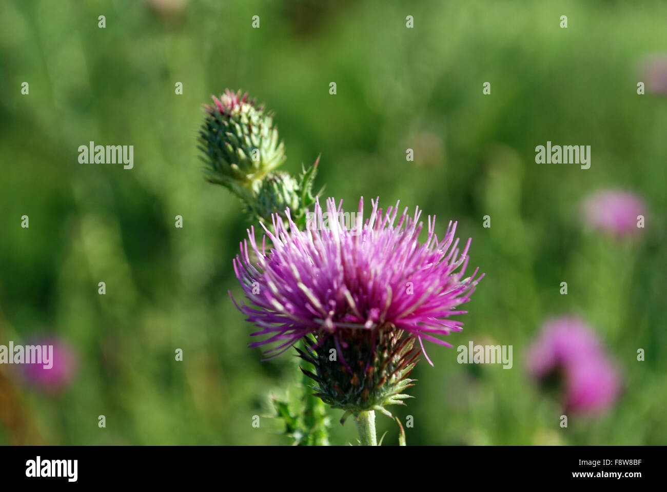Bull thorn hi-res stock photography and images - Alamy