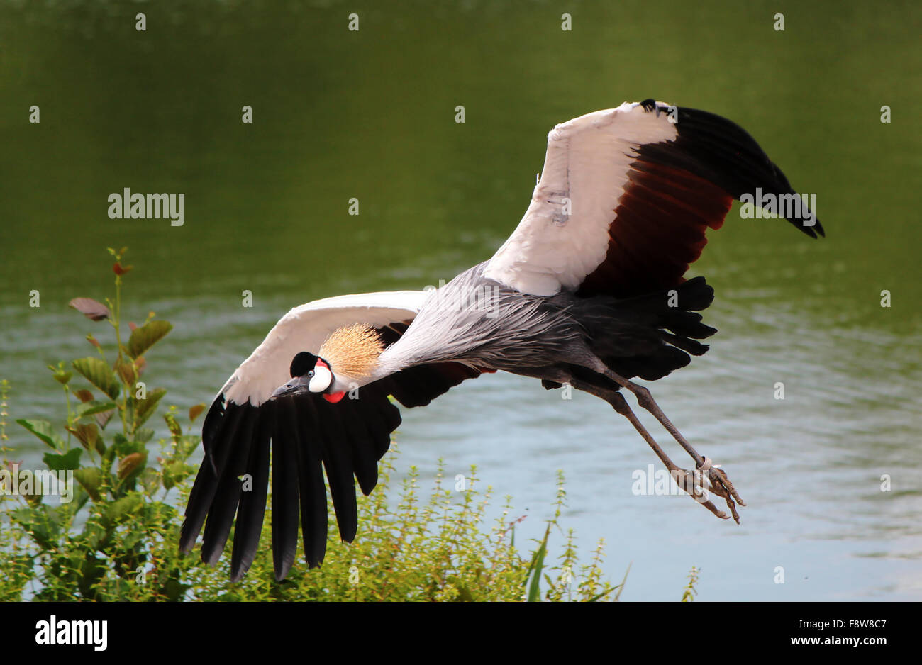 Flying royal crane Stock Photo - Alamy