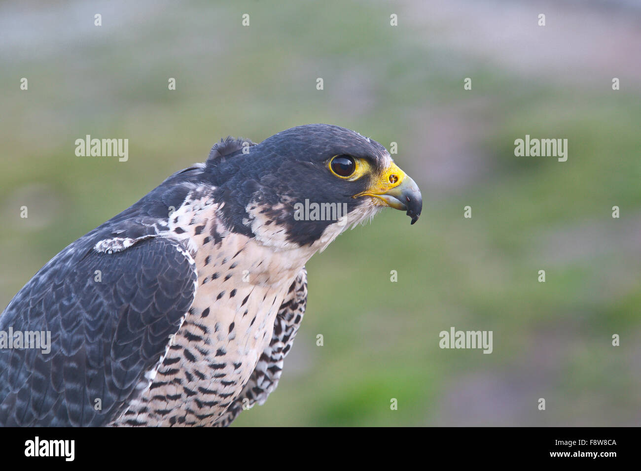 Close-Up of a falcon Stock Photo - Alamy