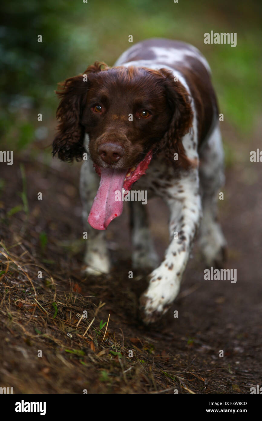 English Springer Spaniel, brown and liver, brown and white, canine, Gun ...