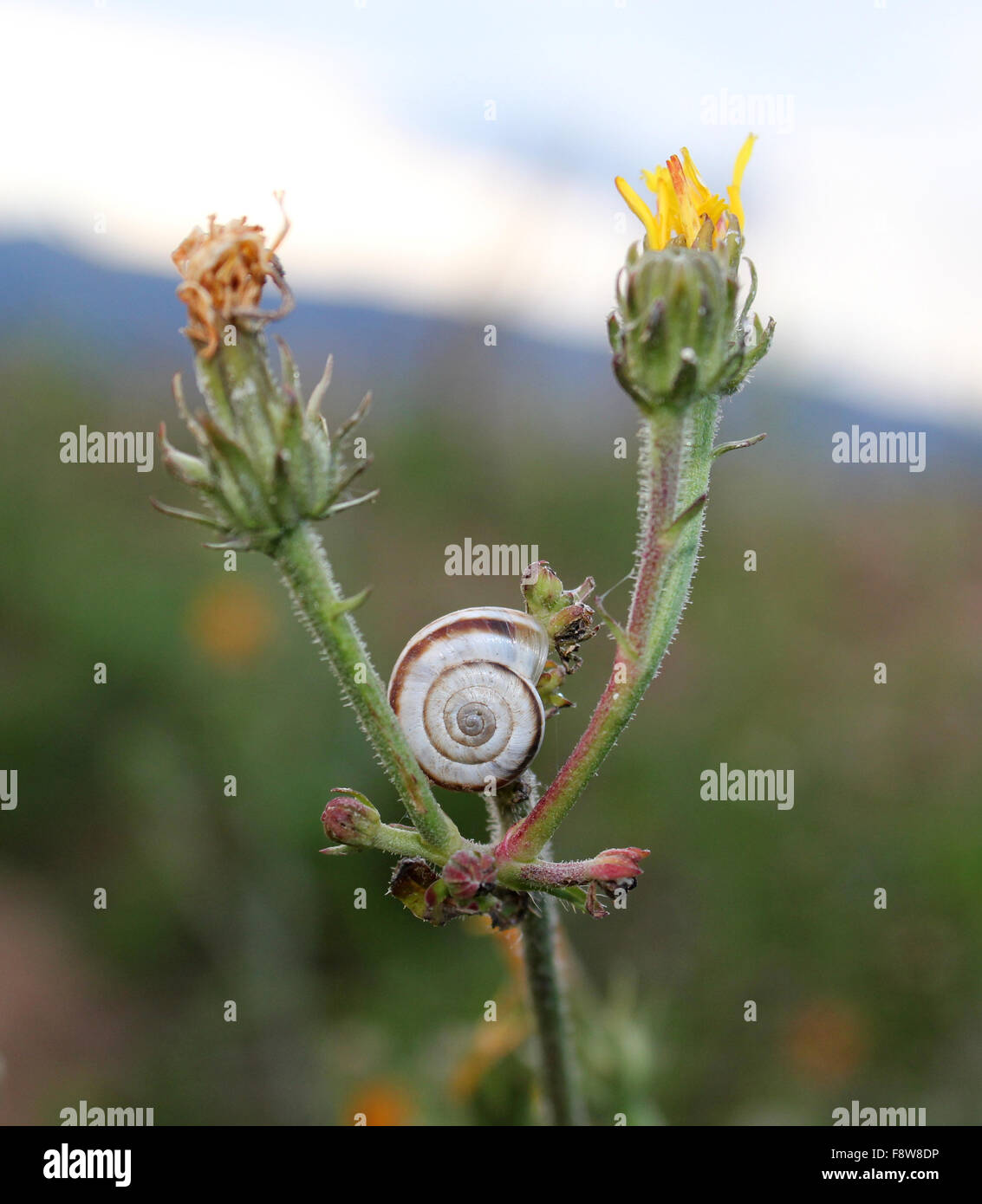 Snail shell between two flowers Stock Photo - Alamy