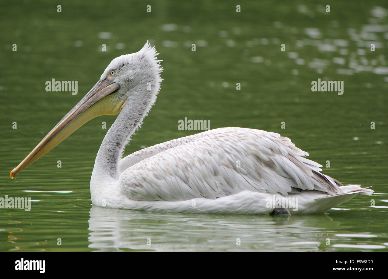 Pelican floating on the waterlake Stock Photo - Alamy
