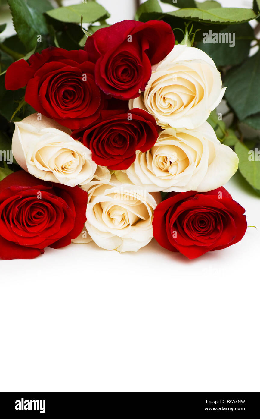 Red and white roses isolated on white Stock Photo - Alamy