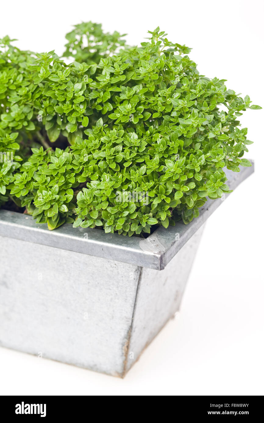 Tin pot hi-res stock photography and images - Alamy