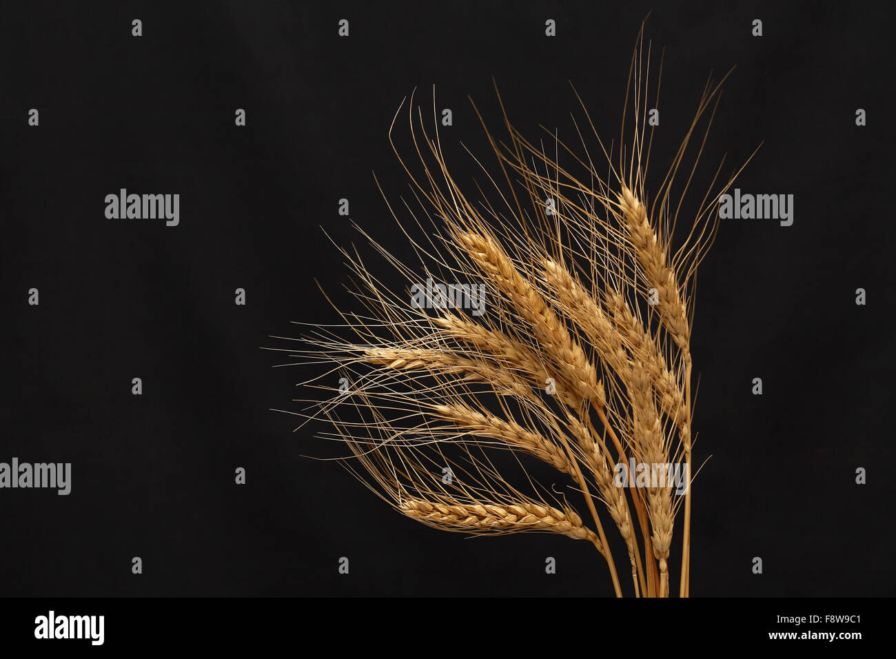 Wheat On Dark Stock Photo - Alamy