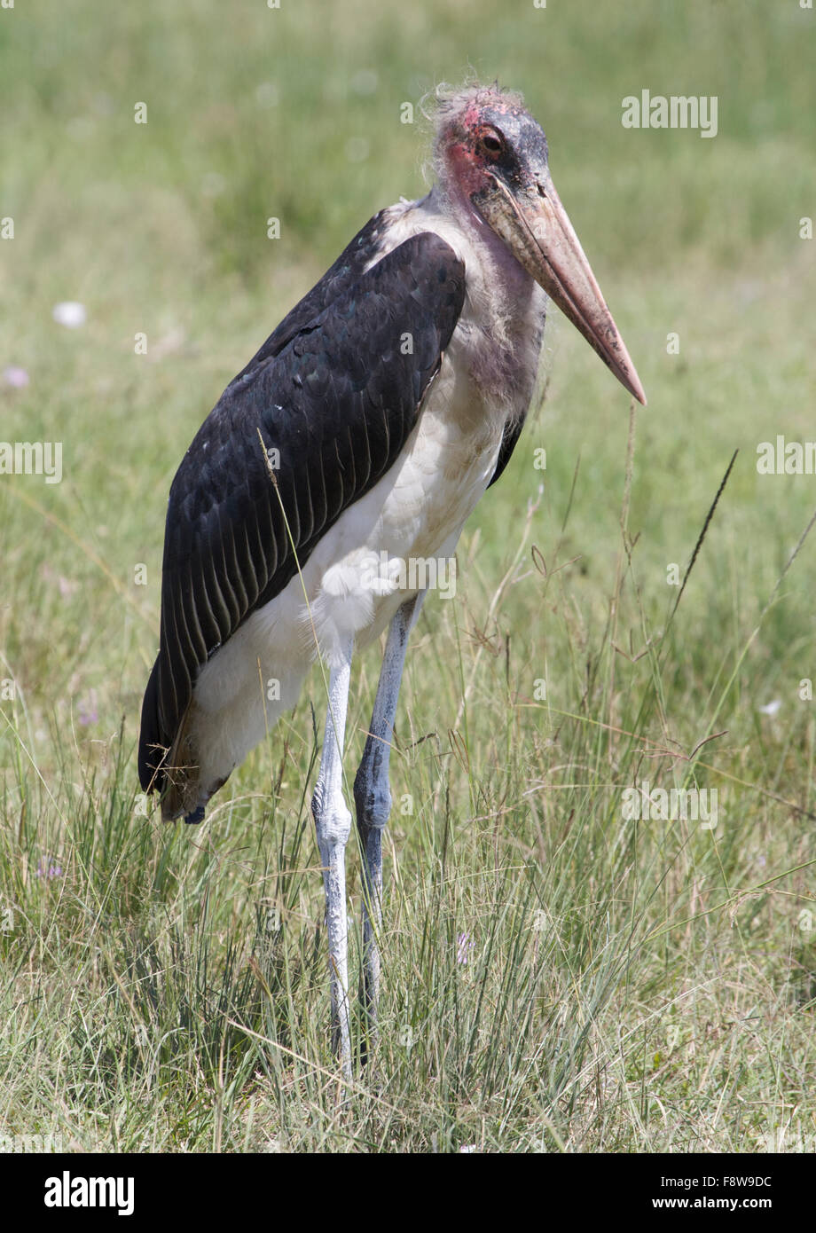 Large Wading Bird Stock Photos & Large Wading Bird Stock Images - Alamy