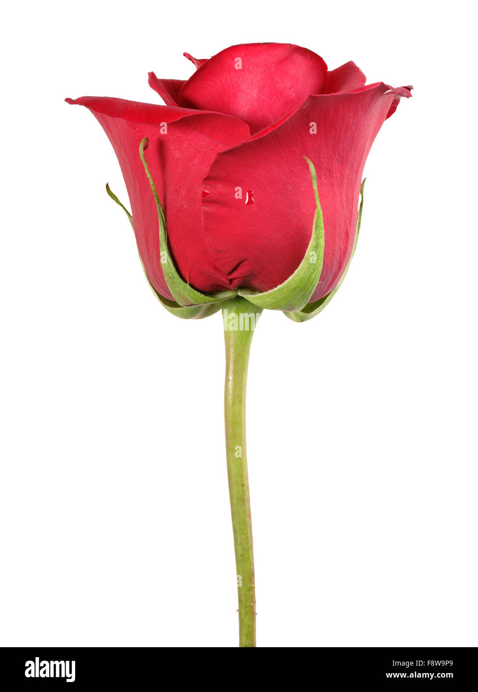 One red rose Stock Photo - Alamy