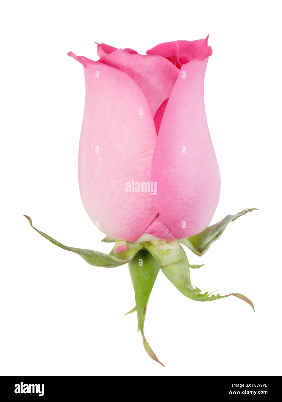 One pink rose Stock Photo - Alamy