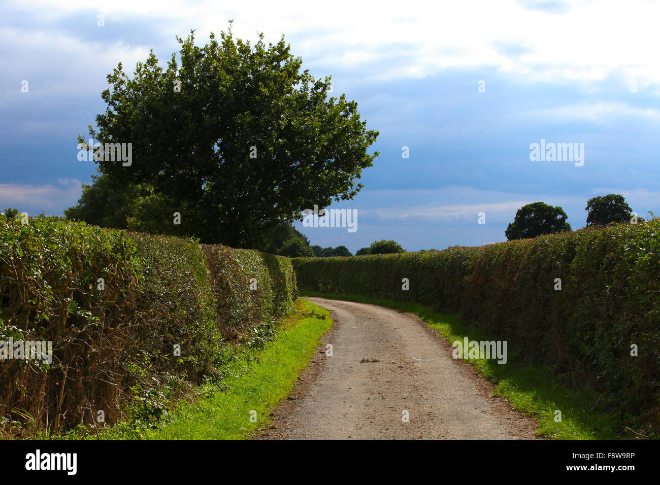 High hedge lines and trees sharp corners and edge drop off never ...