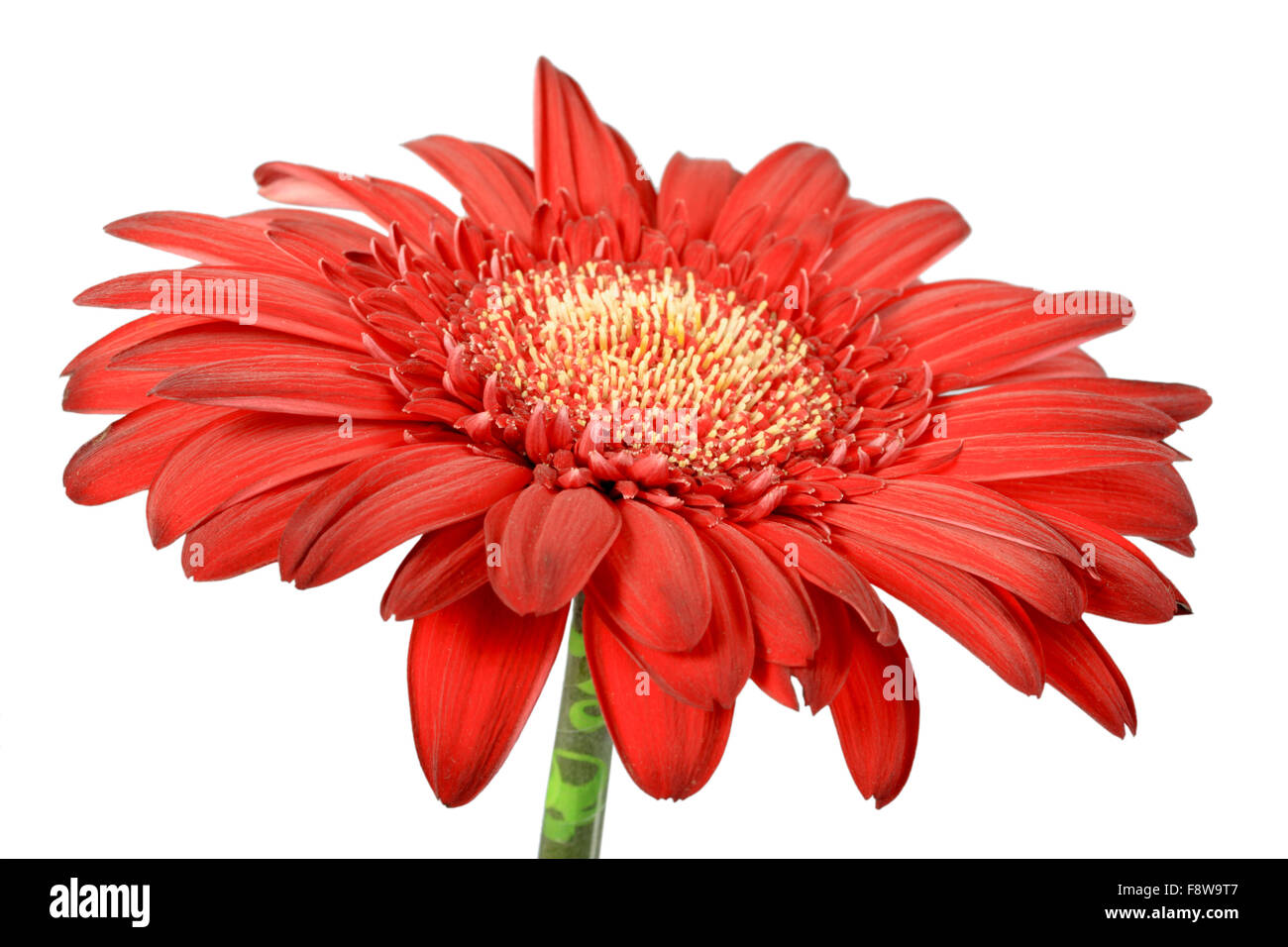 Flower white red beauty Cut Out Stock Images & Pictures - Alamy