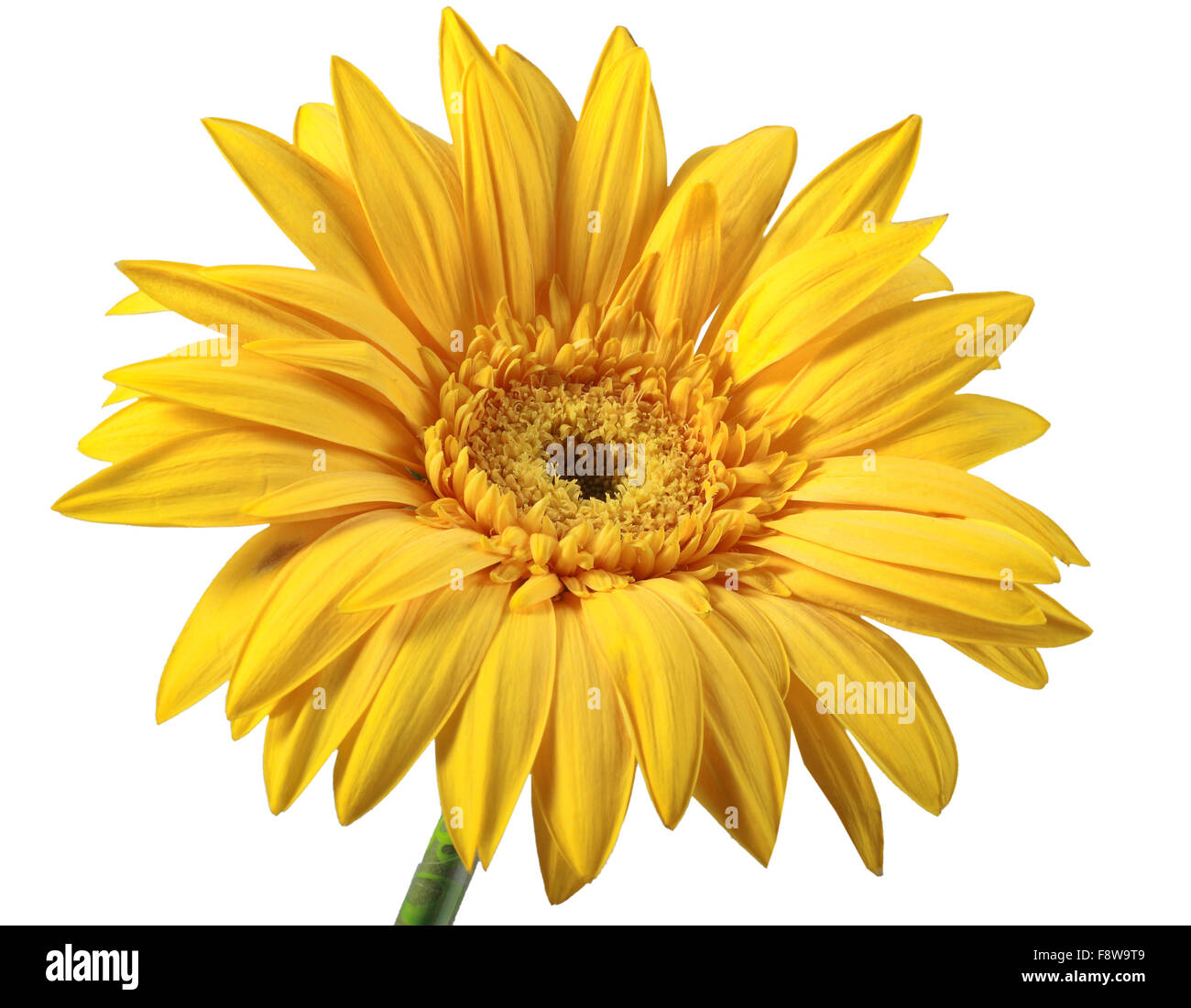 One yellow flower Stock Photo - Alamy