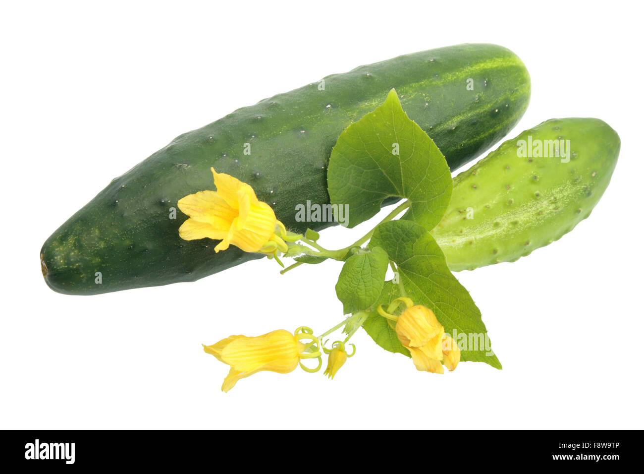 Two fresh cucumbers Stock Photo - Alamy