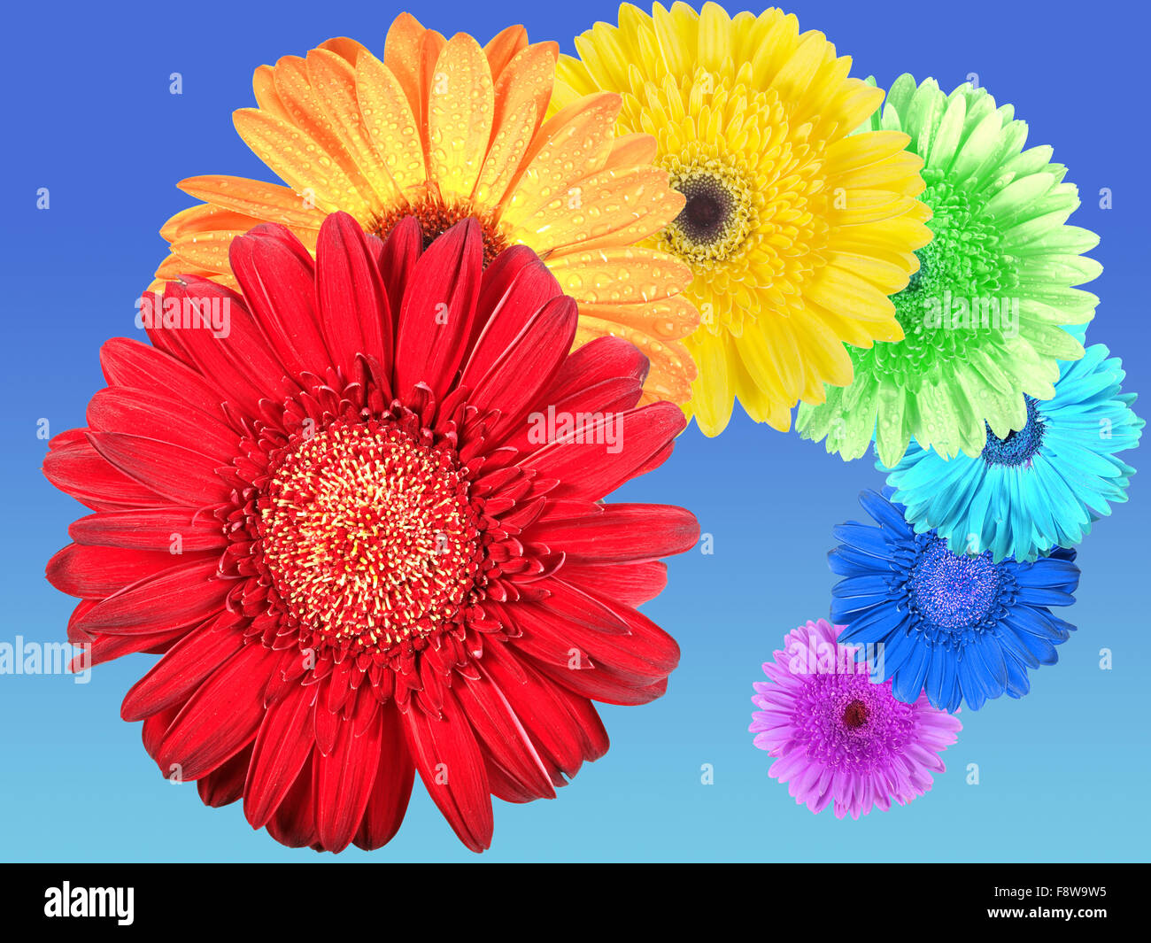 Rainbow of flowers Stock Photo - Alamy