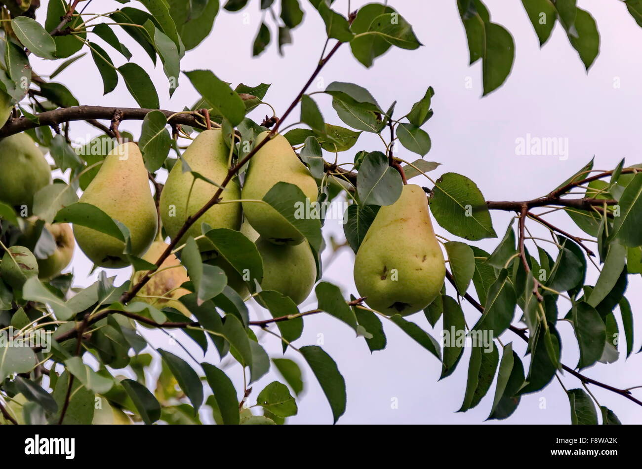 Pear tree garden hi-res stock photography and images - Alamy