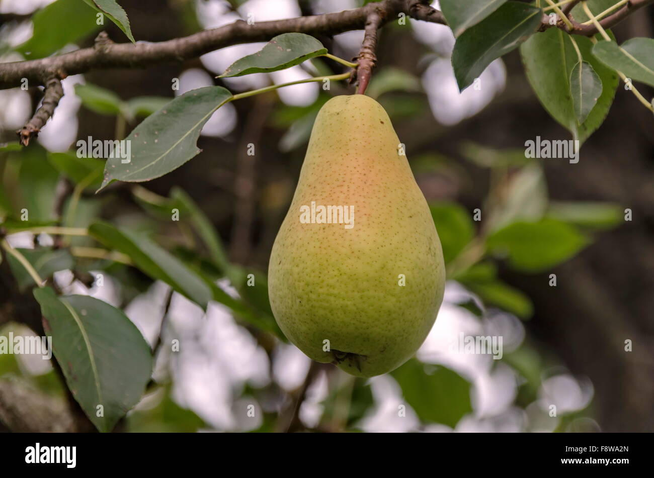 Pear tree garden hi-res stock photography and images - Alamy