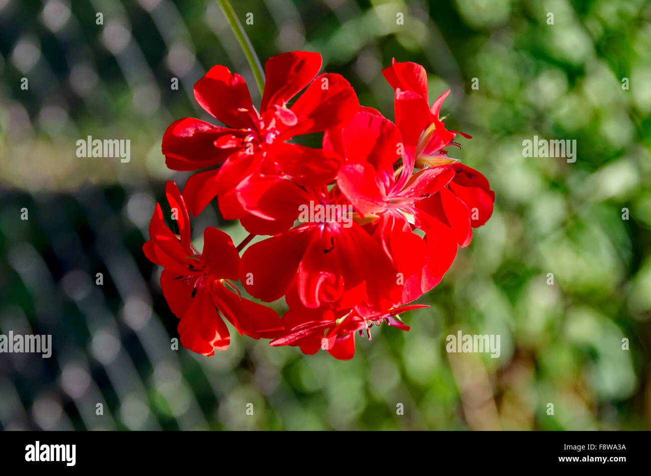 Bright red flowers in garden of Zavet town, Bulgaria Stock Photo - Alamy