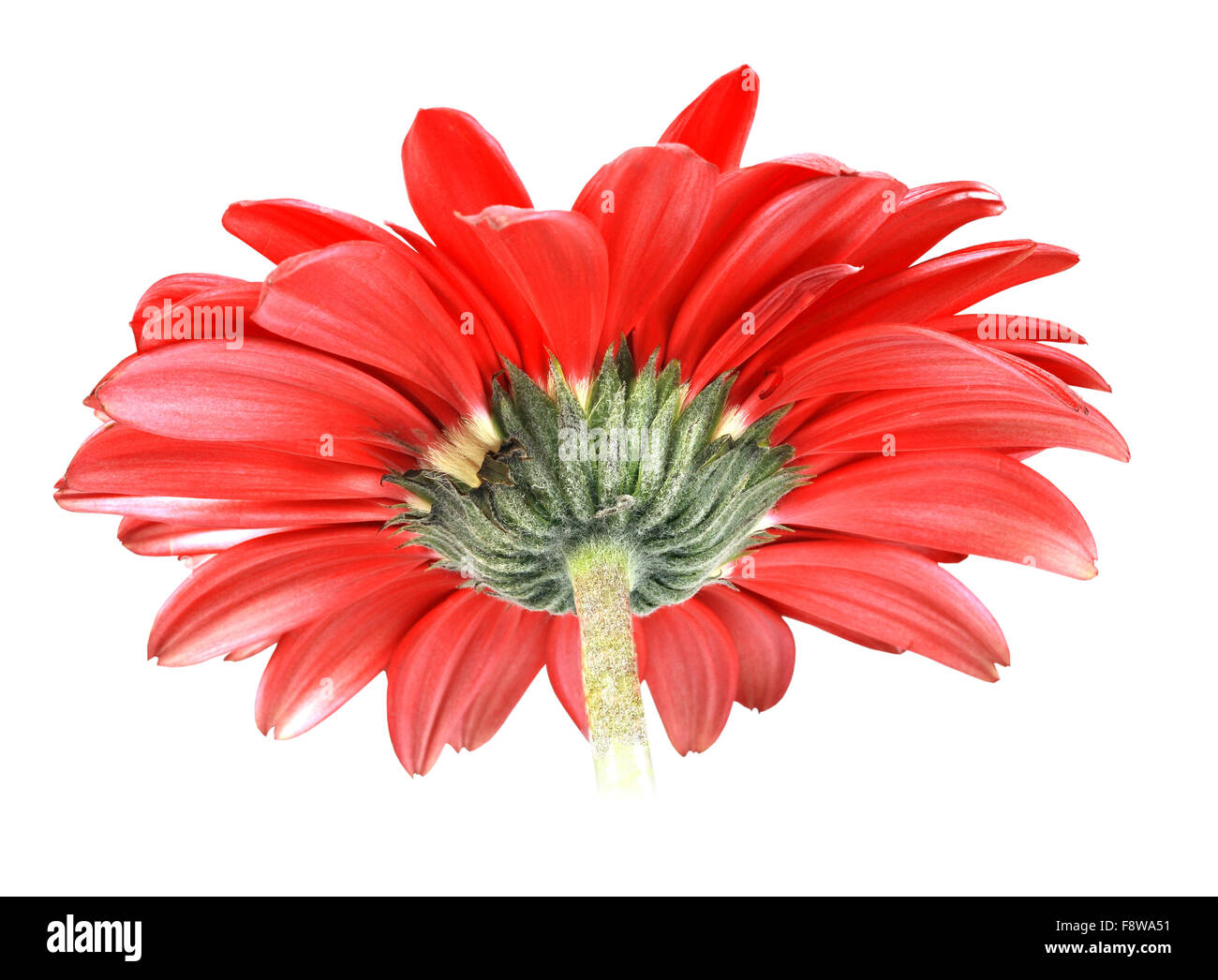 Close up photo side Cut Out Stock Images & Pictures - Alamy