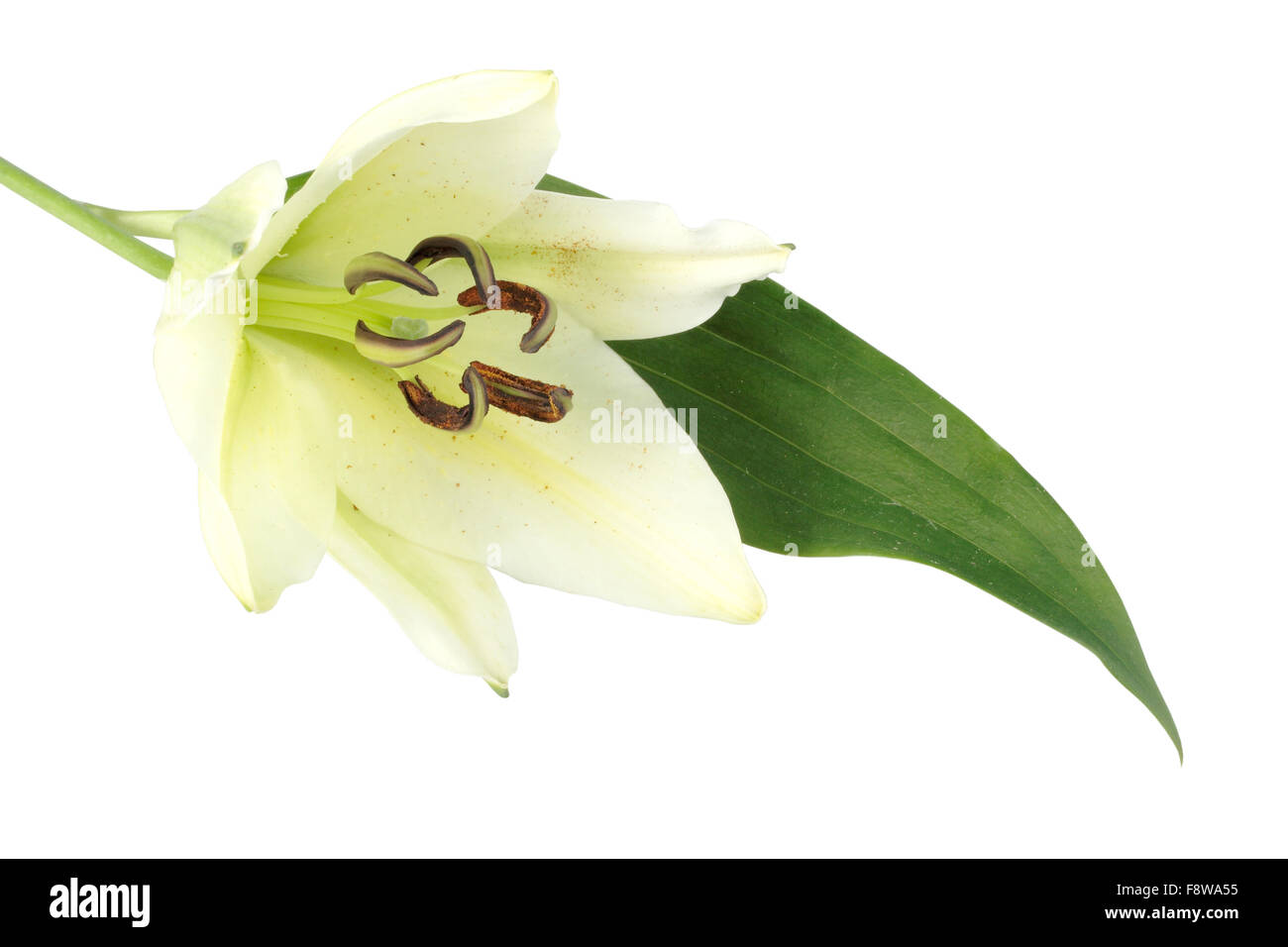 Close up shot white flower Cut Out Stock Images & Pictures - Alamy