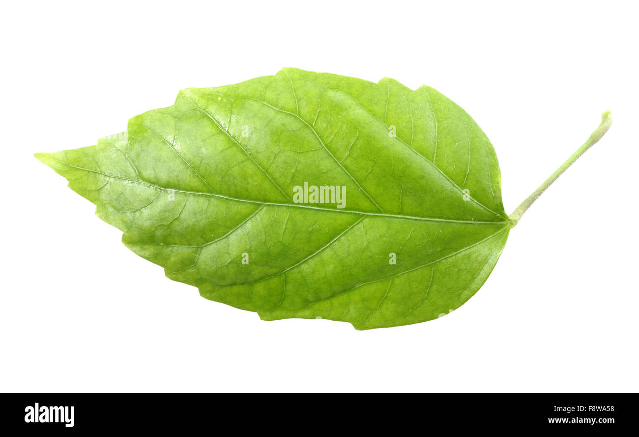 One green leaf Stock Photo - Alamy