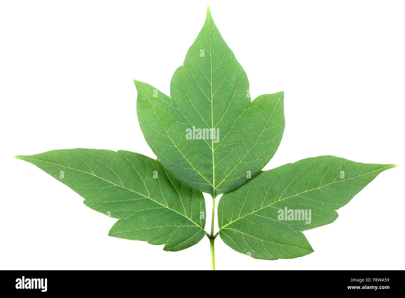One green leaf Stock Photo - Alamy