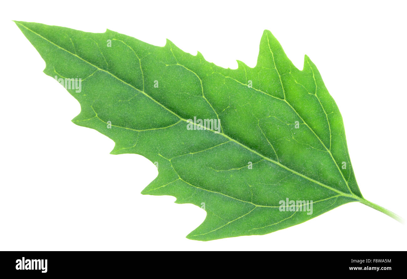 One green leaf Stock Photo - Alamy