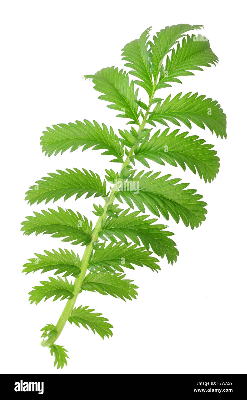 One green leaf Stock Photo - Alamy