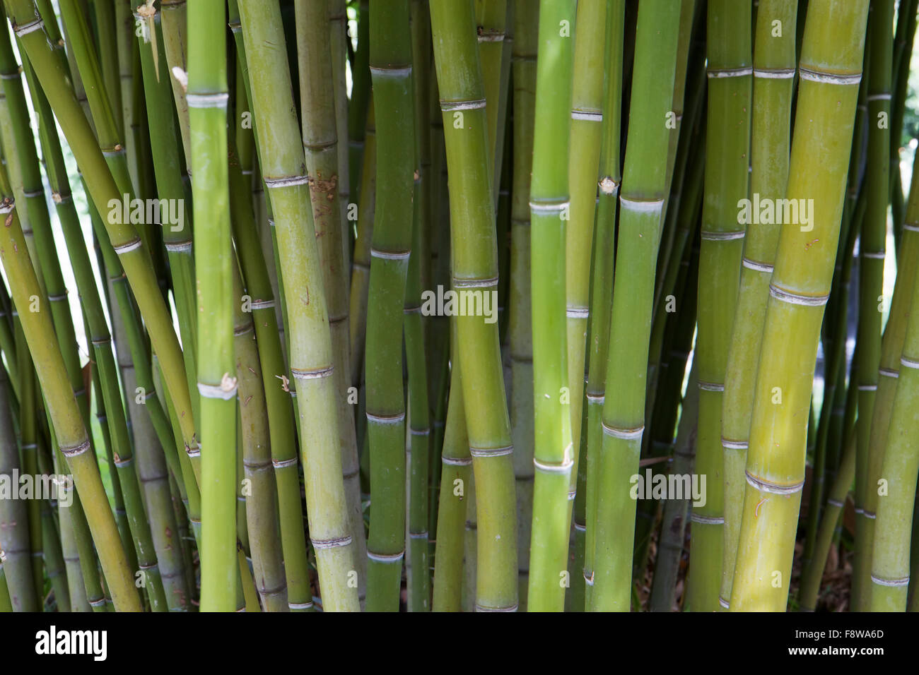 Bamboo tree stand Stock Photo - Alamy