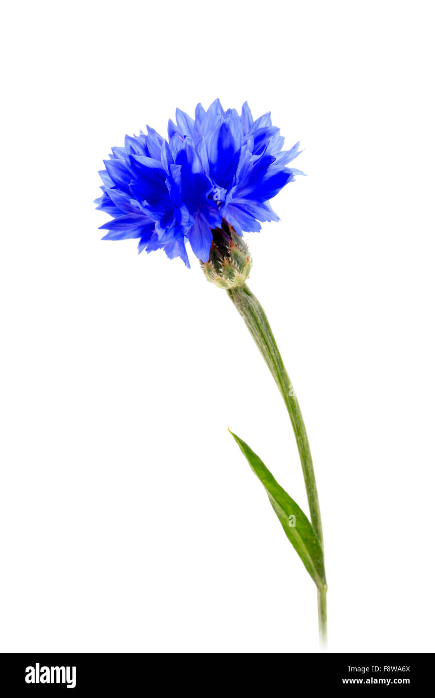 One blue flower Stock Photo - Alamy