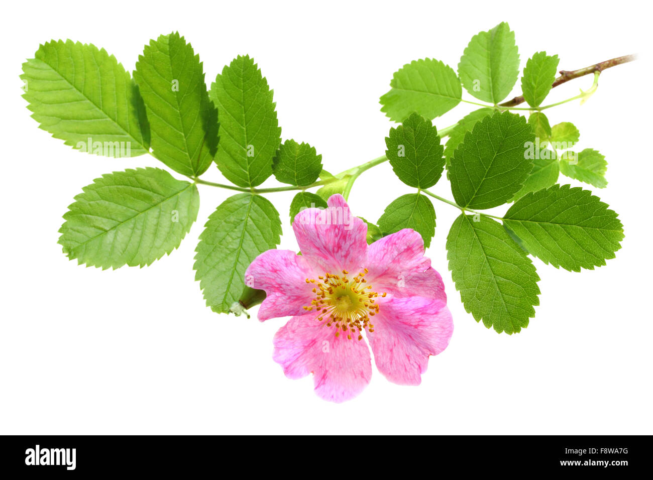 Rose pink isolated Cut Out Stock Images & Pictures - Alamy