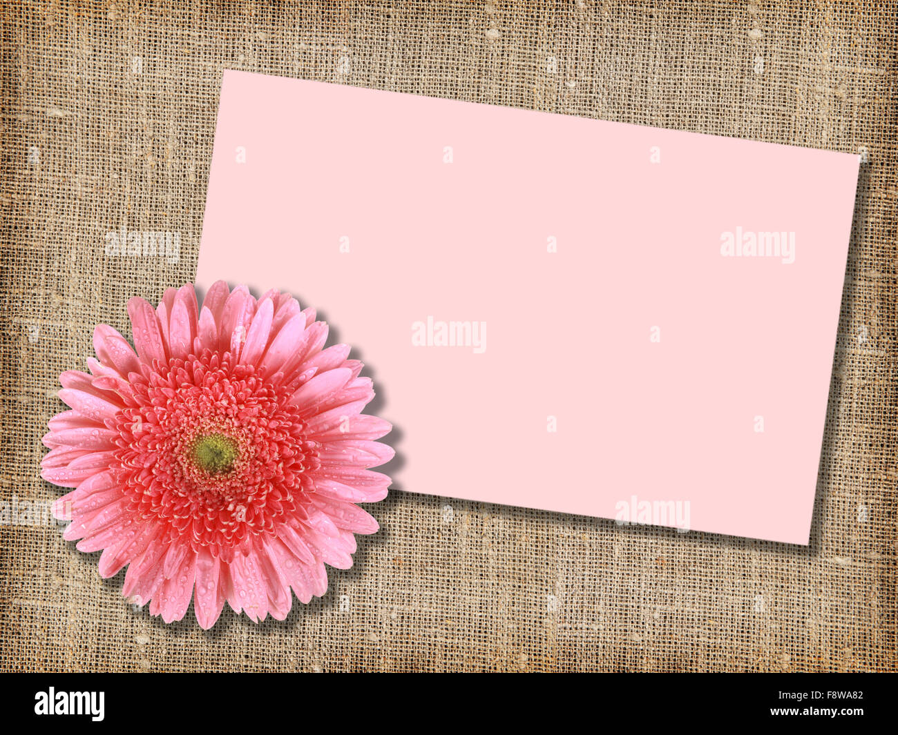 One pink flower with message-card Stock Photo - Alamy