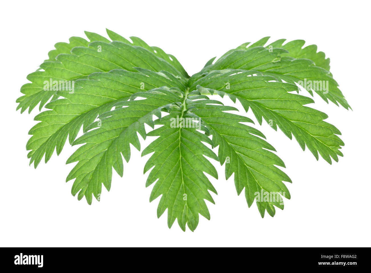 One green leaf Stock Photo - Alamy