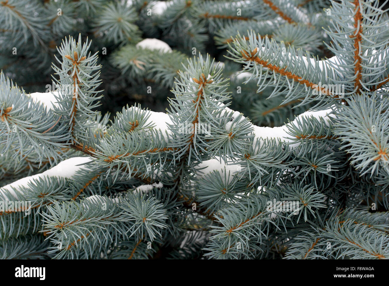 Blue fur texture hi-res stock photography and images - Alamy