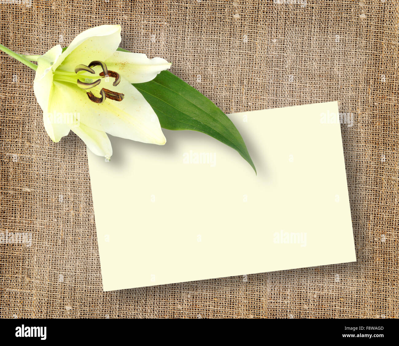One white flower with message-card Stock Photo - Alamy