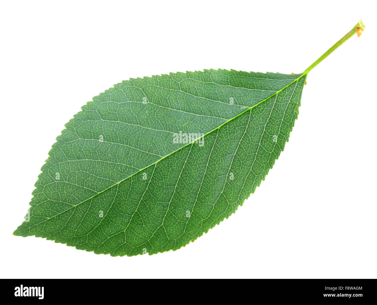 One green leaf Stock Photo - Alamy