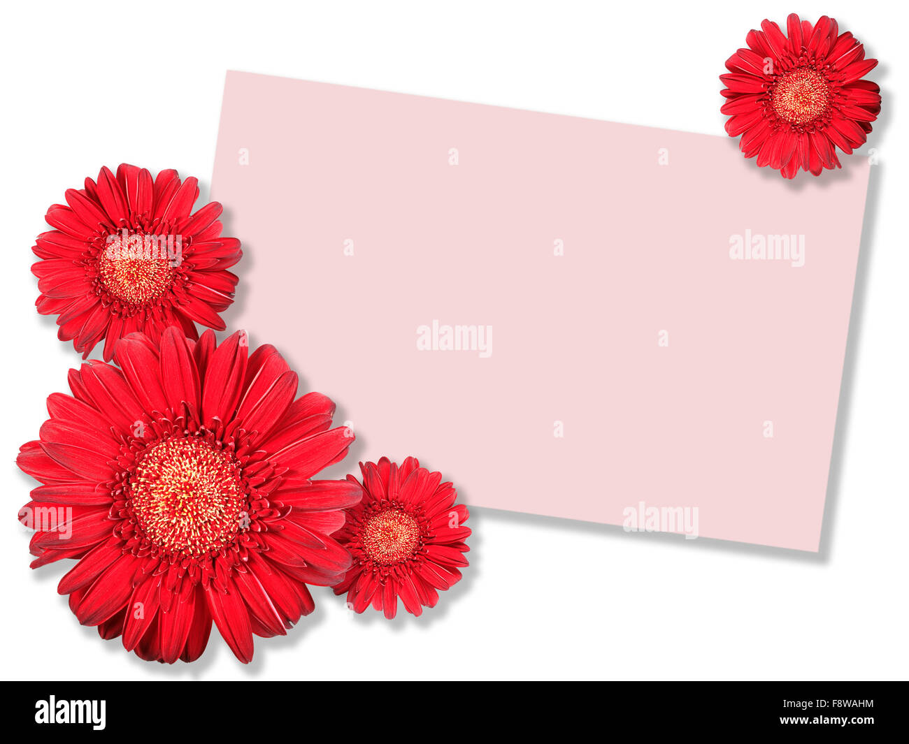 One red flower with message-card Stock Photo - Alamy