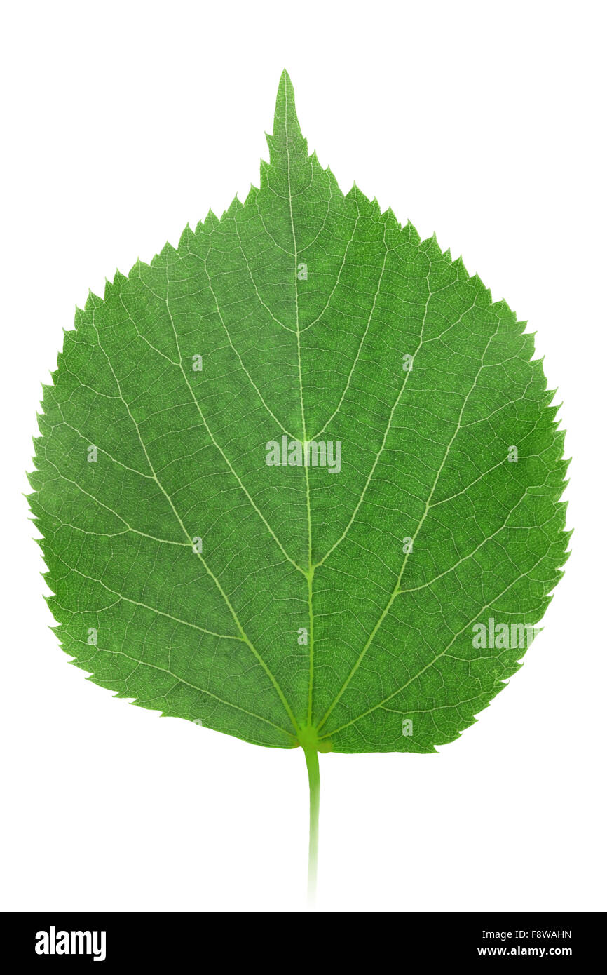 Linden tree isolated hi-res stock photography and images - Alamy