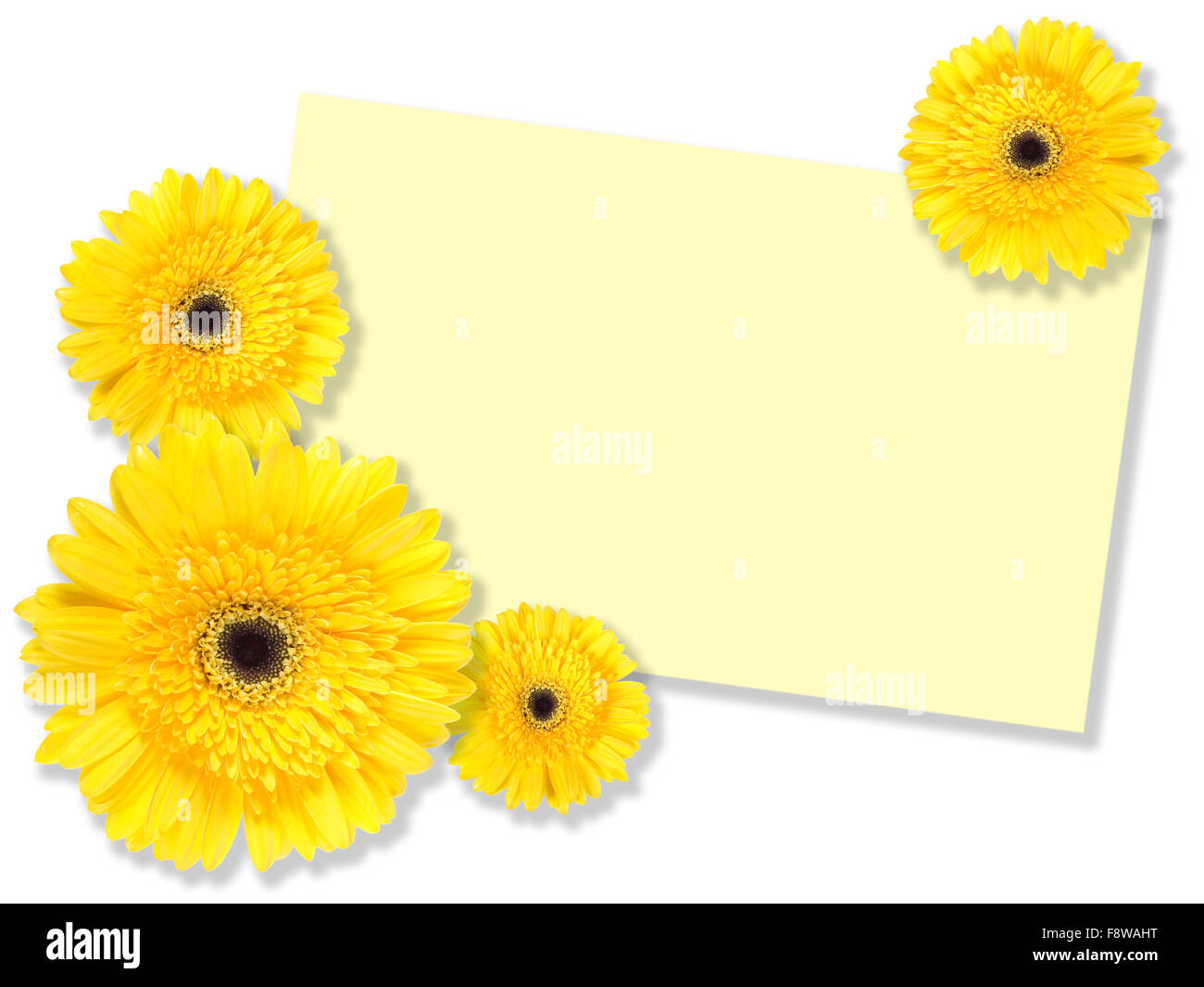 Full length yellow card Cut Out Stock Images & Pictures - Alamy