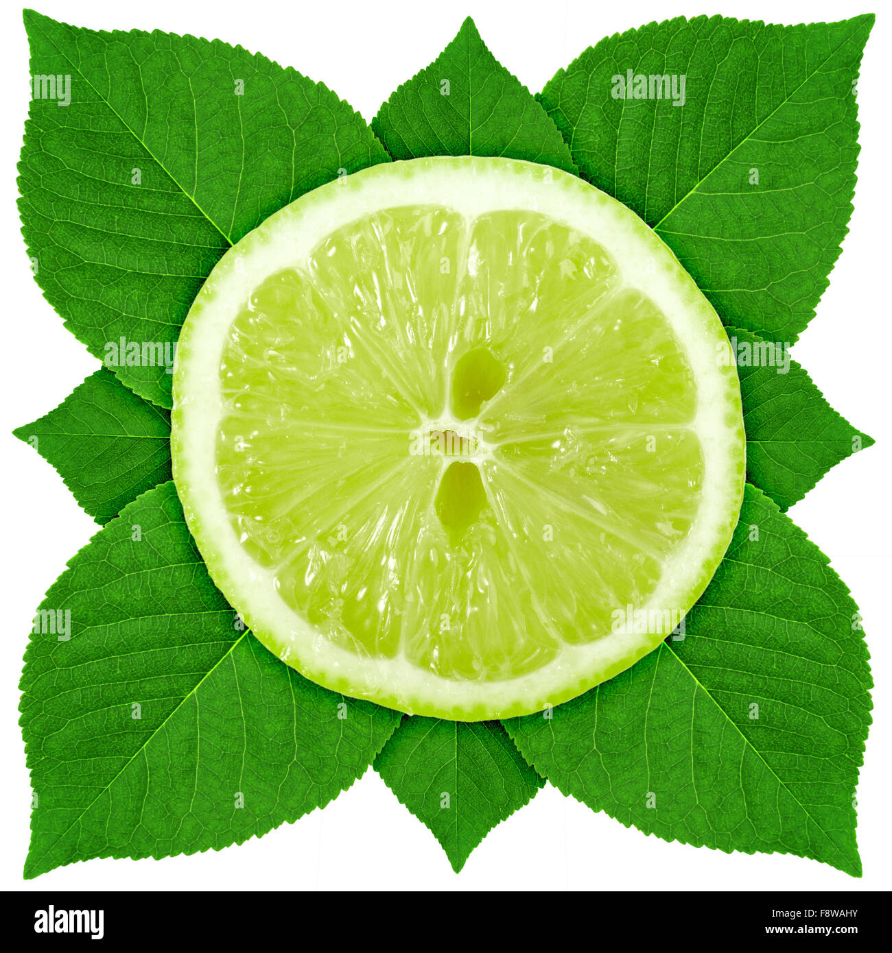 Single cross section of lime with green leaf Stock Photo - Alamy