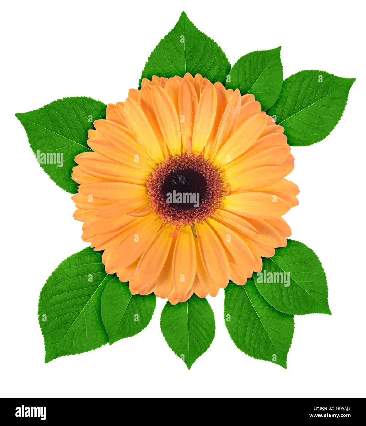 One orange flower with green leaf Stock Photo - Alamy
