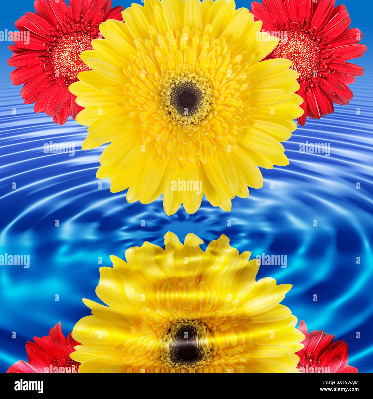 Reflection of flowers in blue water Stock Photo - Alamy