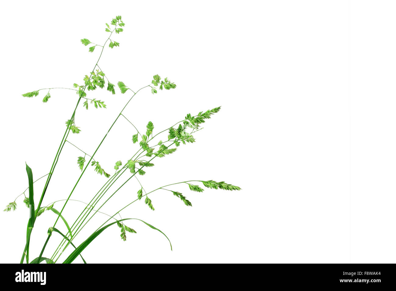 White background with single branch of green grass Stock Photo - Alamy
