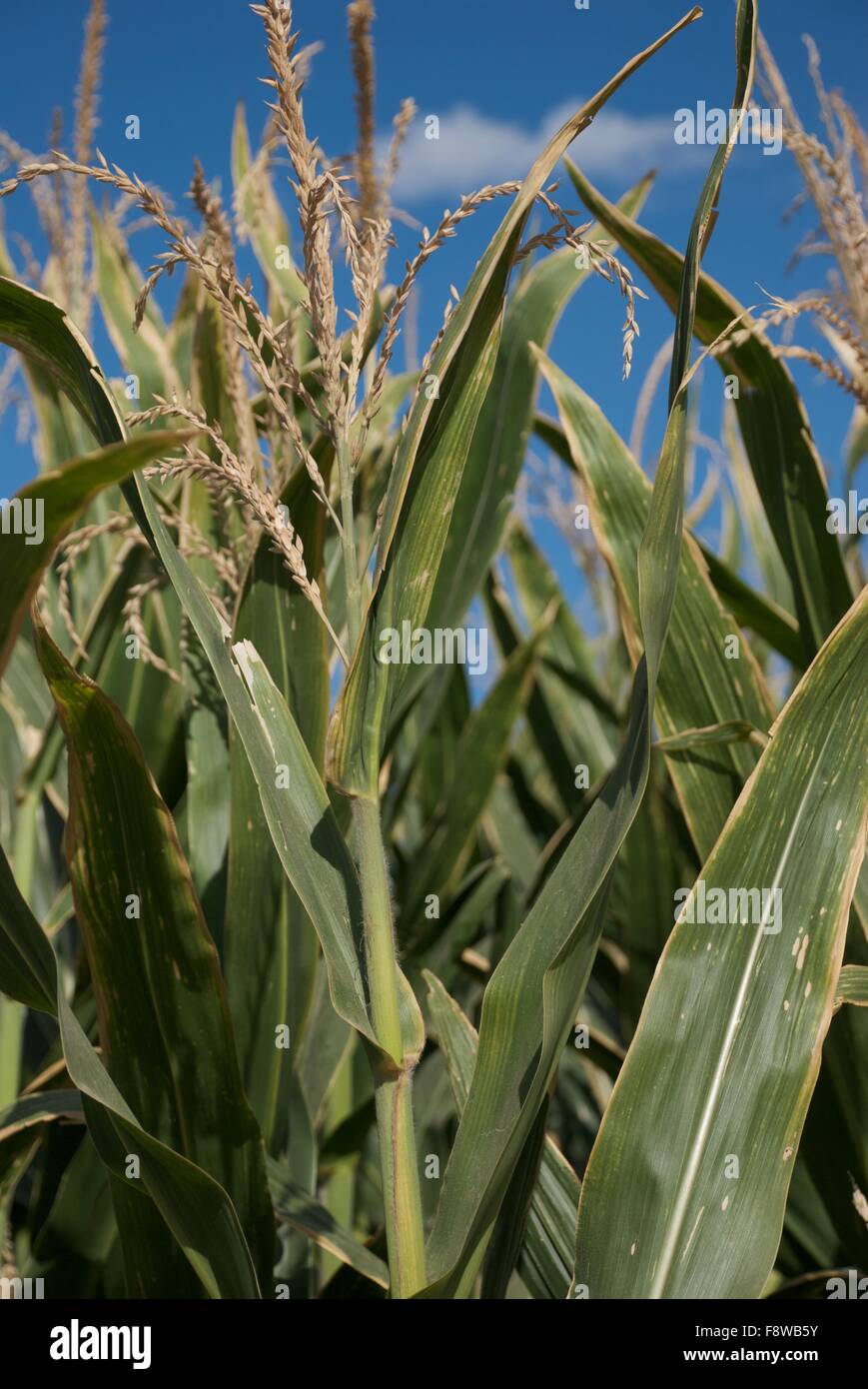 Corn seeds blue hi-res stock photography and images - Alamy