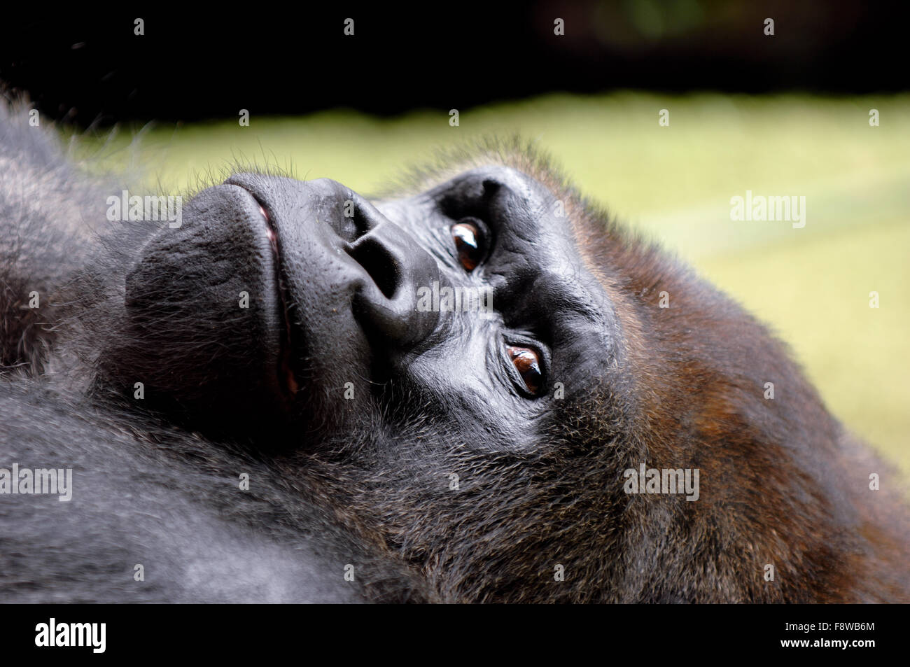 Beast ape hi-res stock photography and images - Alamy