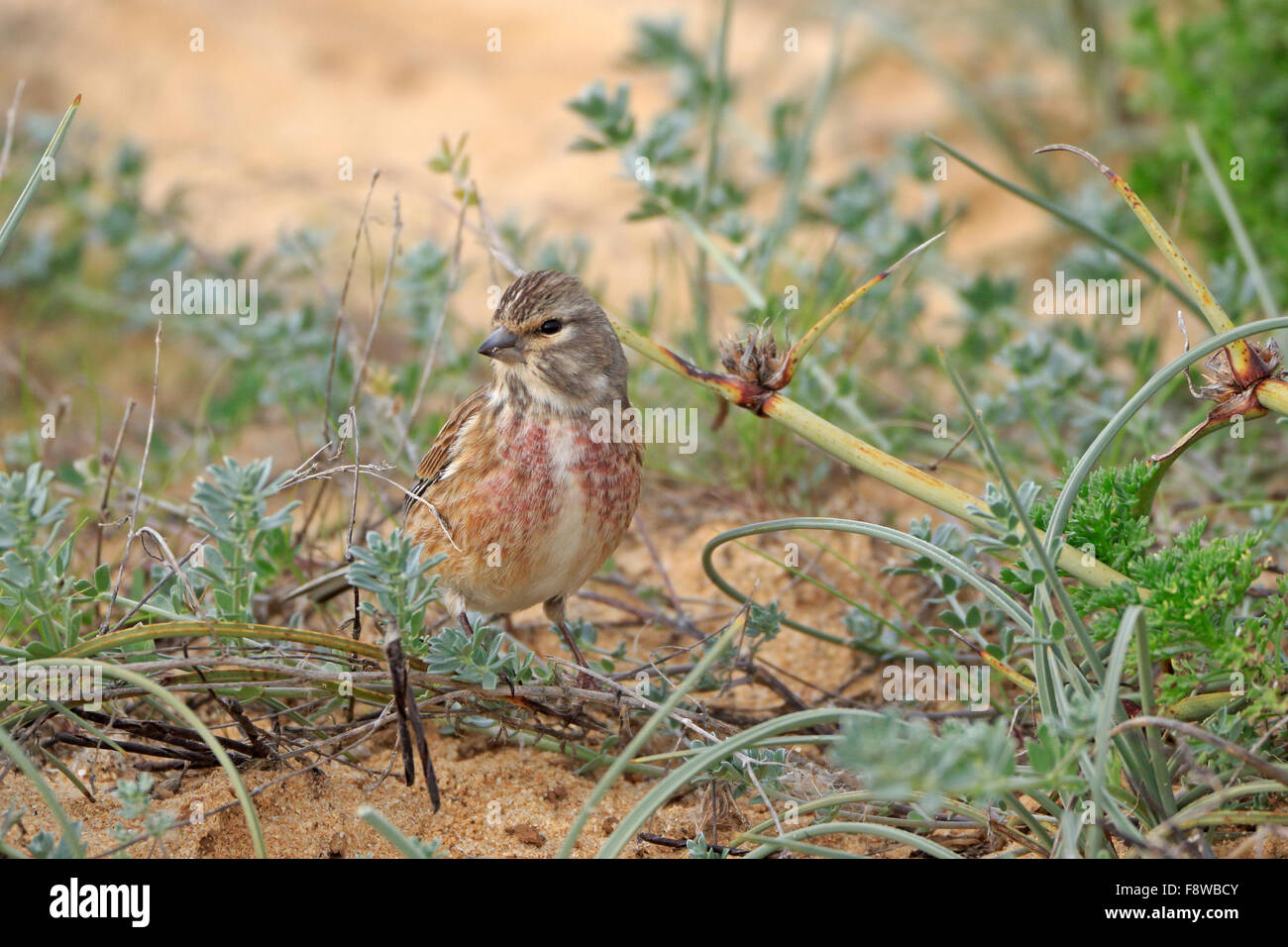 Male Common Linnet on sand dunes in Portugal during the winter Stock ...