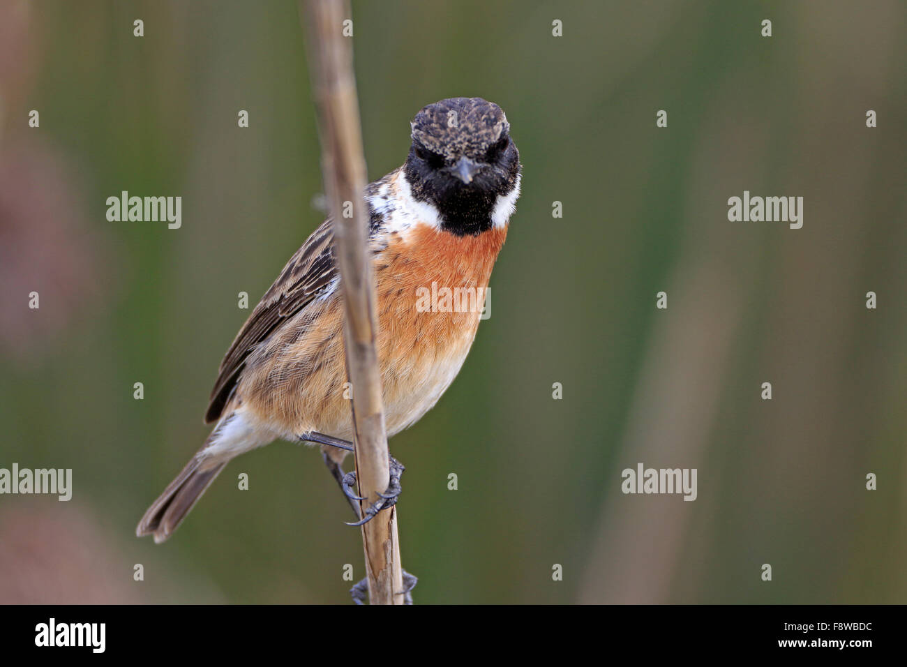 Male Common Stonechat perched on vegetation in winter in Portugal Stock ...