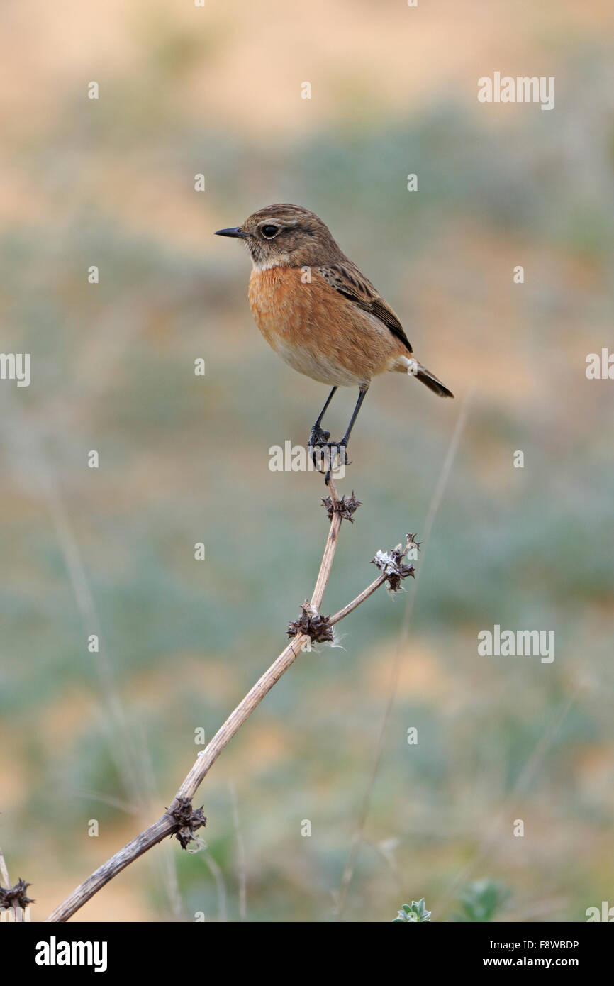 Female Common Stonechat perched on vegetation in winter in Portugal ...