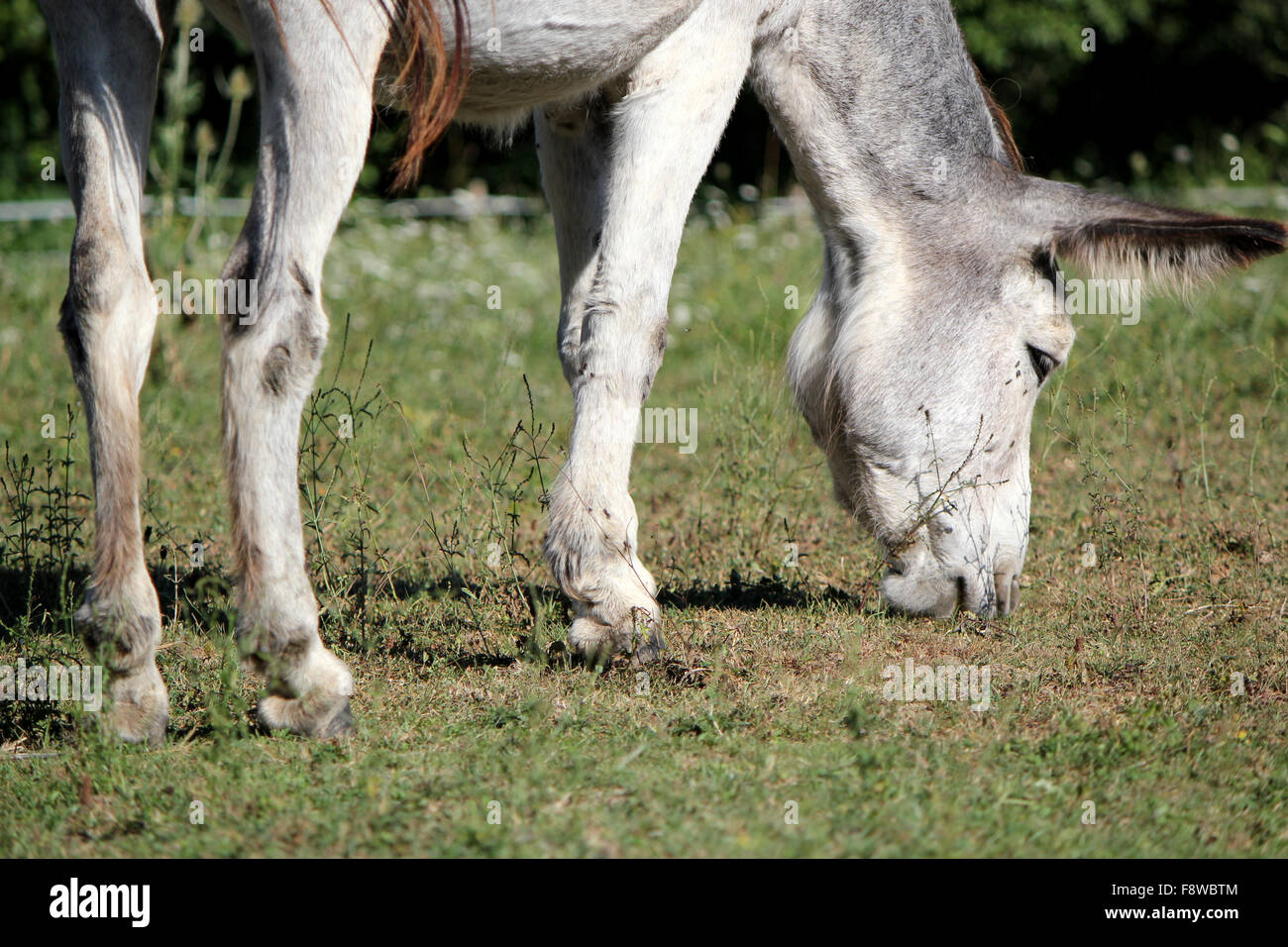 Grey donkey eating Stock Photo - Alamy